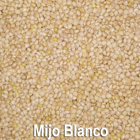 Mijo Blanco ( Primera Calidad ) Alimentación pájaros Exóticos