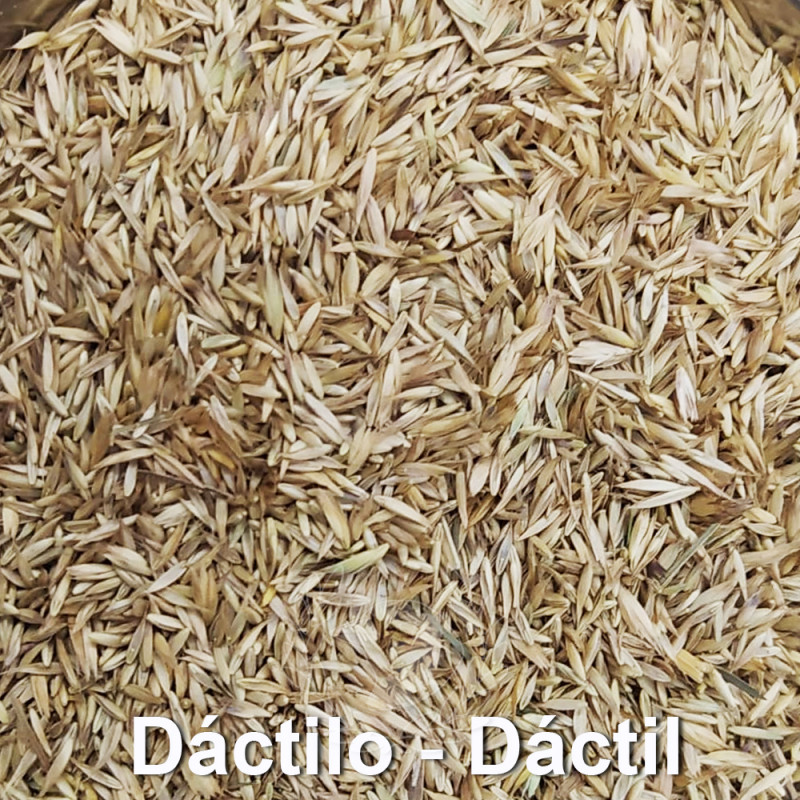 Semillas de Dáctilo / Dáctil