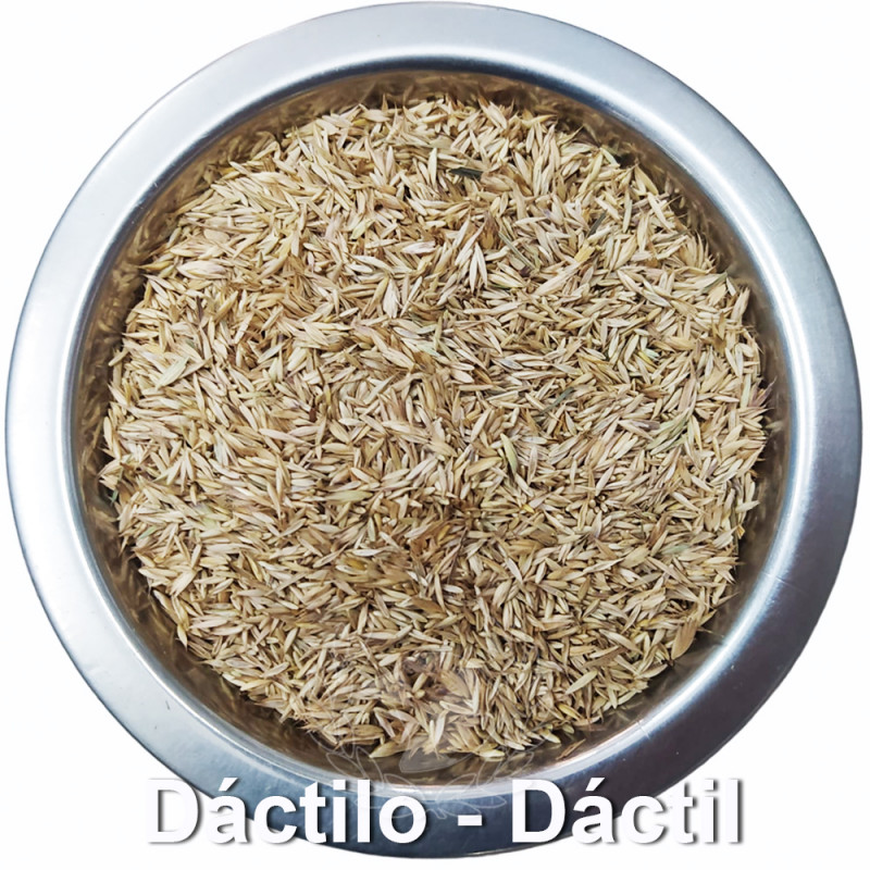 Semillas de Dáctilo / Dáctil