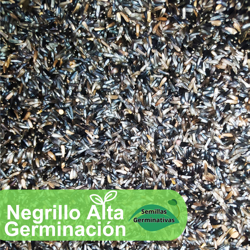 Negrillo de alta germinación