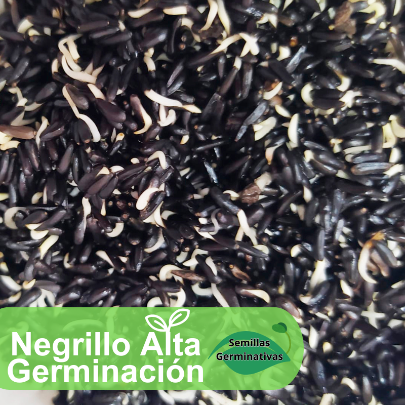 Negrillo de alta germinación