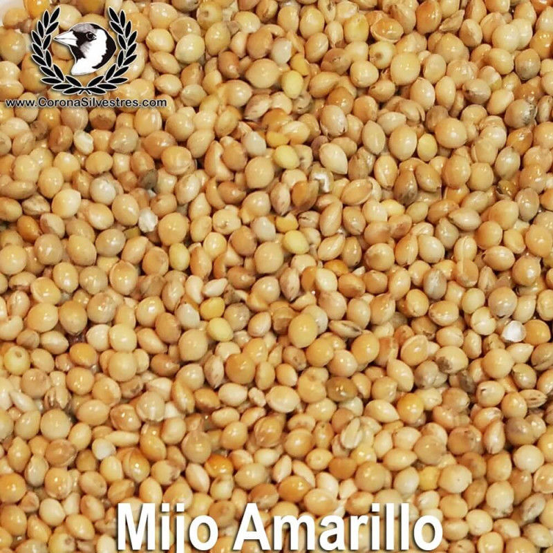 Mijo Amarillo